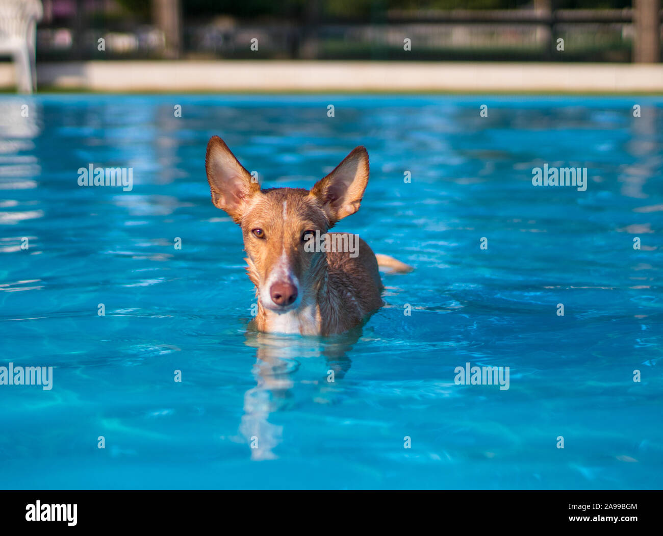 Dogs playing pool hi-res stock photography and images - Alamy