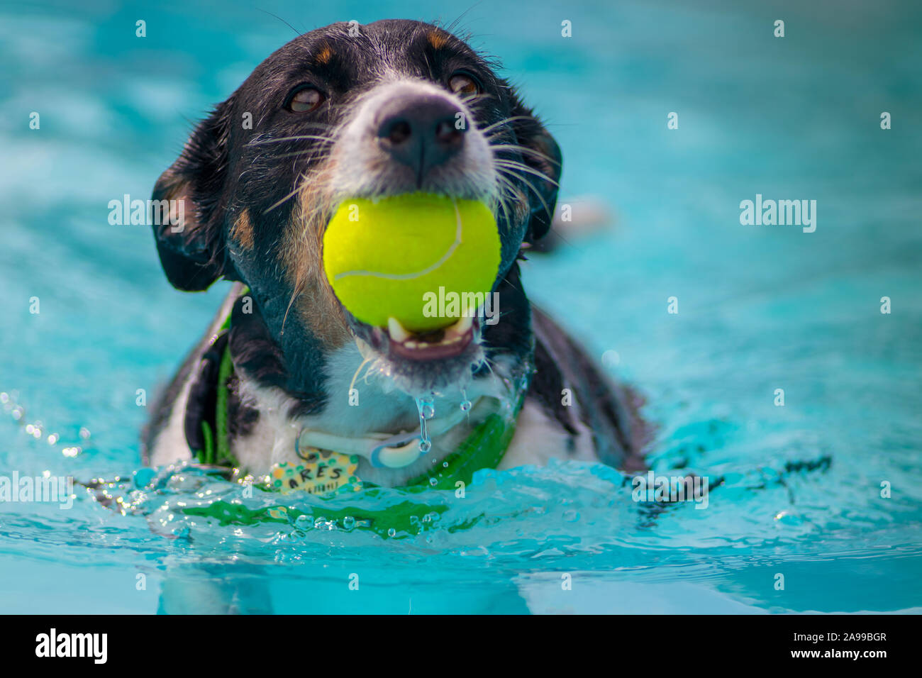 dogs playing with ball and swimming in the pool Stock Photo - Alamy