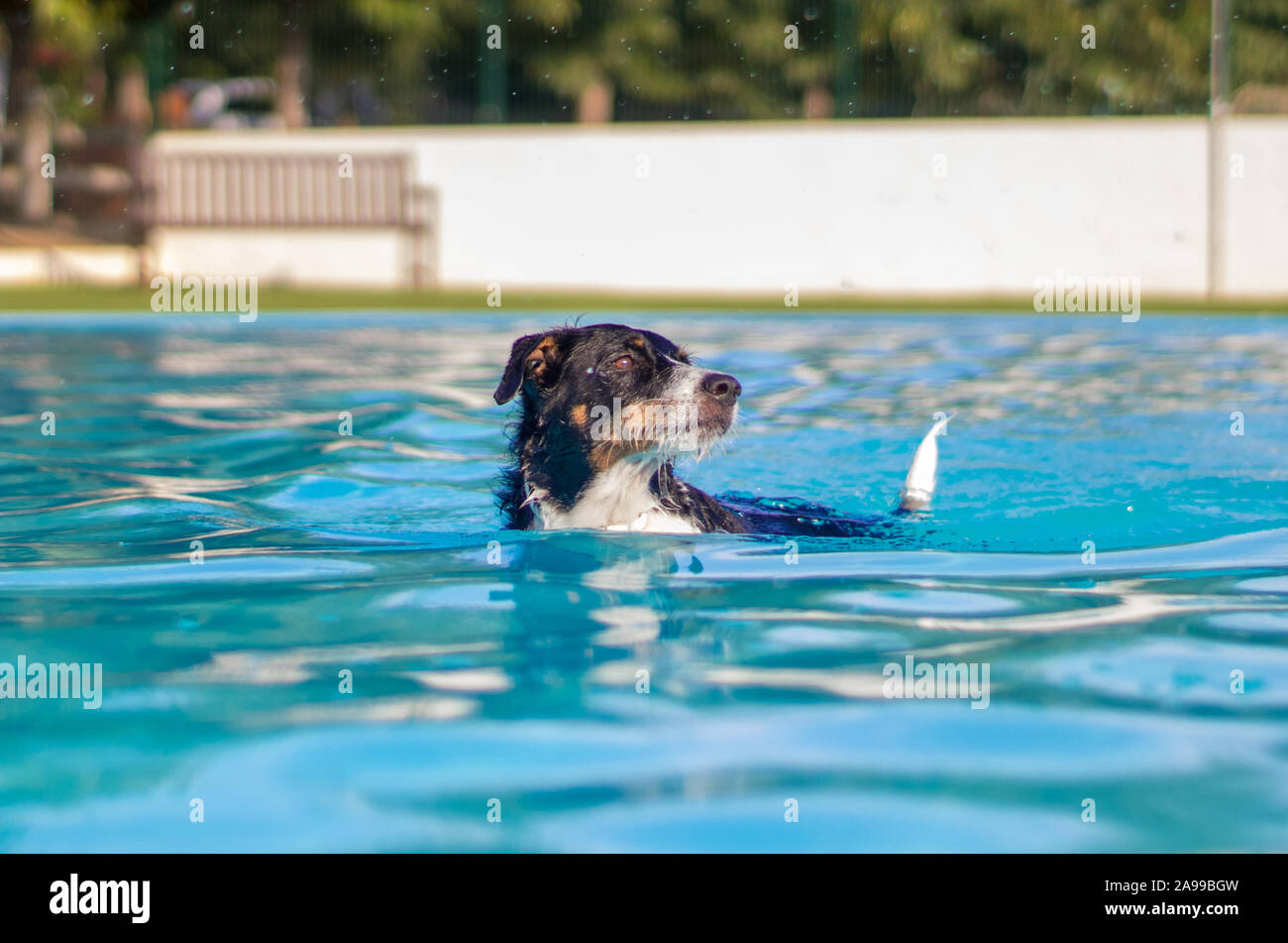 beautiful dogs playing and swimming in the pool Stock Photo - Alamy