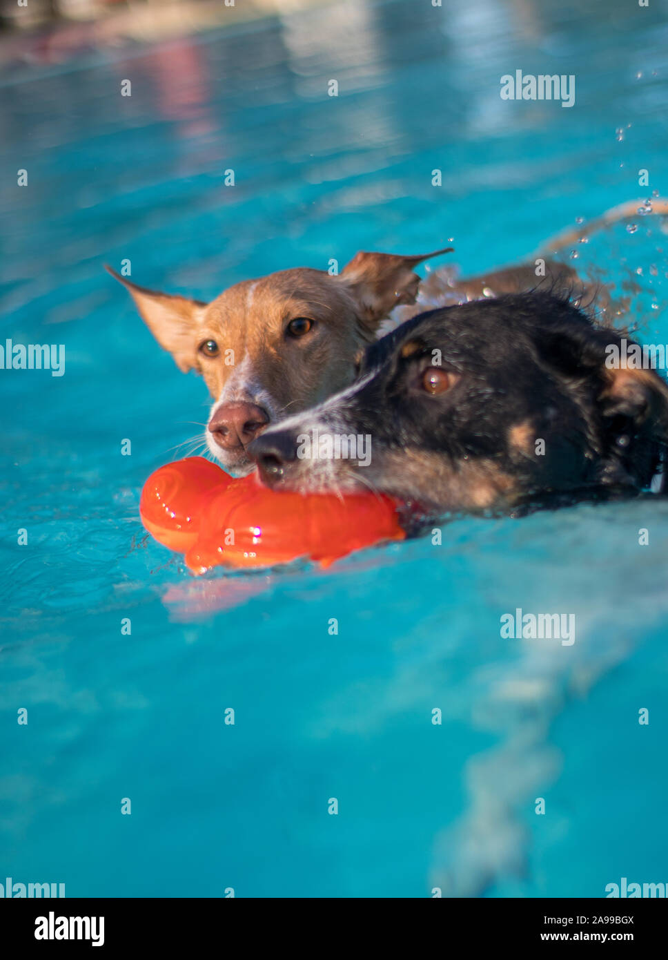beautiful dogs playing and swimming in the pool Stock Photo - Alamy