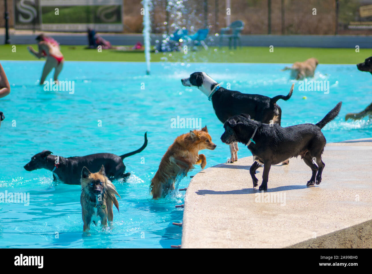 beautiful dogs playing and swimming in the pool Stock Photo - Alamy