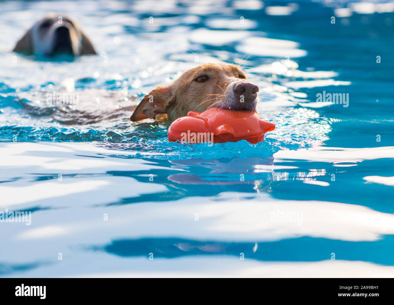 Dogs playing pool hi-res stock photography and images - Alamy