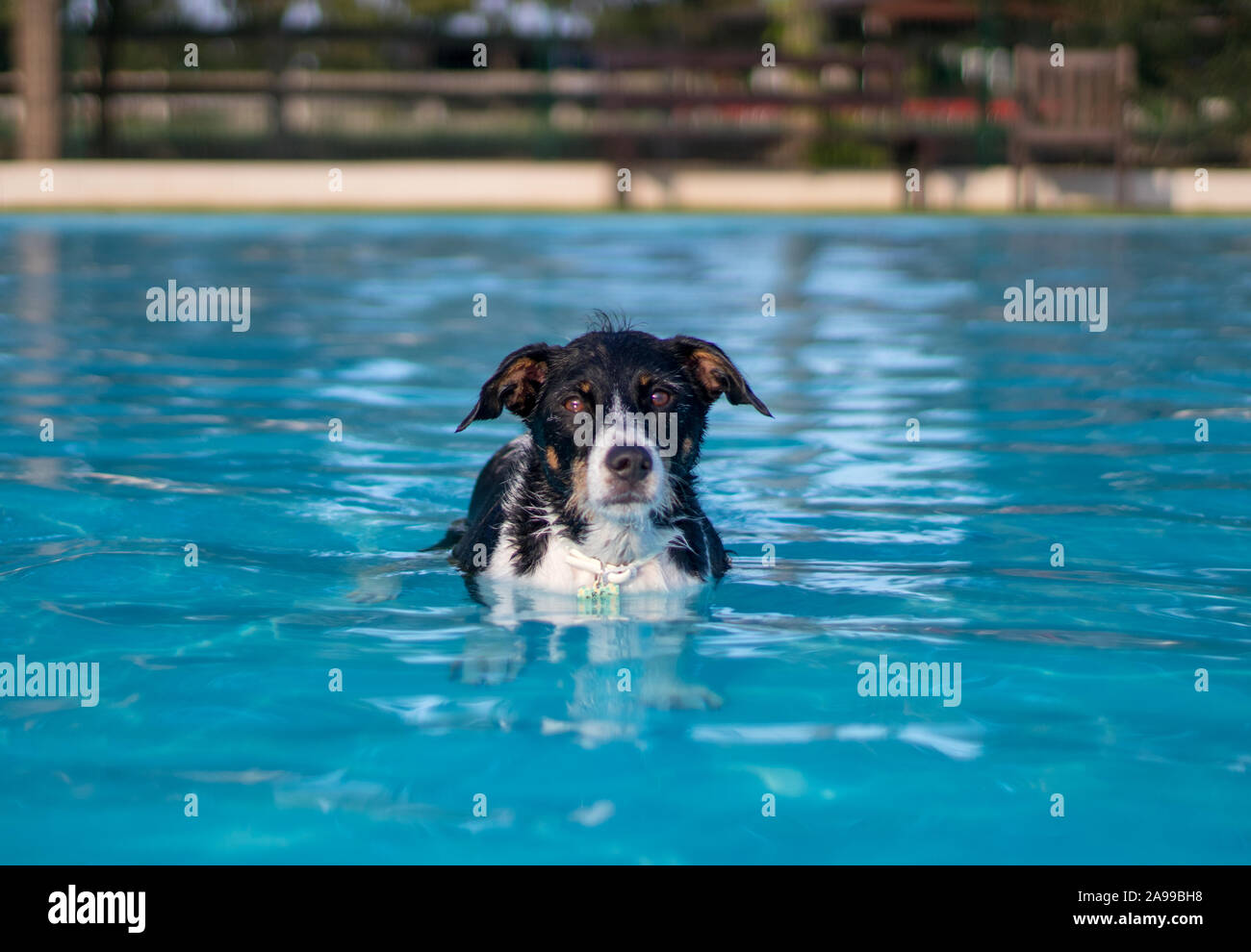beautiful dogs playing and swimming in the pool Stock Photo - Alamy
