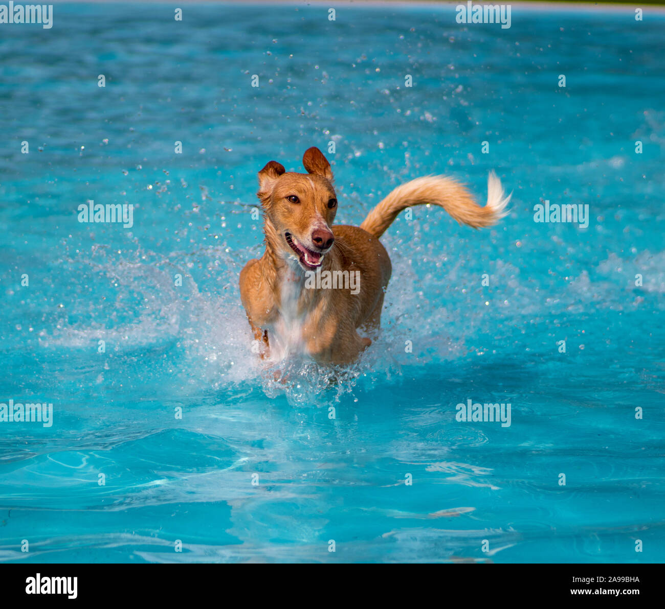 beautiful dogs playing and swimming in the pool Stock Photo - Alamy