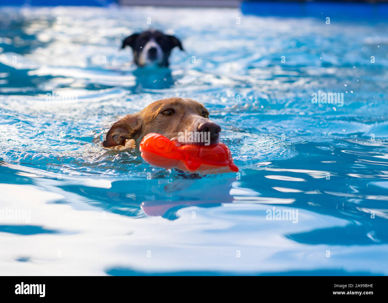 beautiful dogs playing and swimming in the pool Stock Photo - Alamy