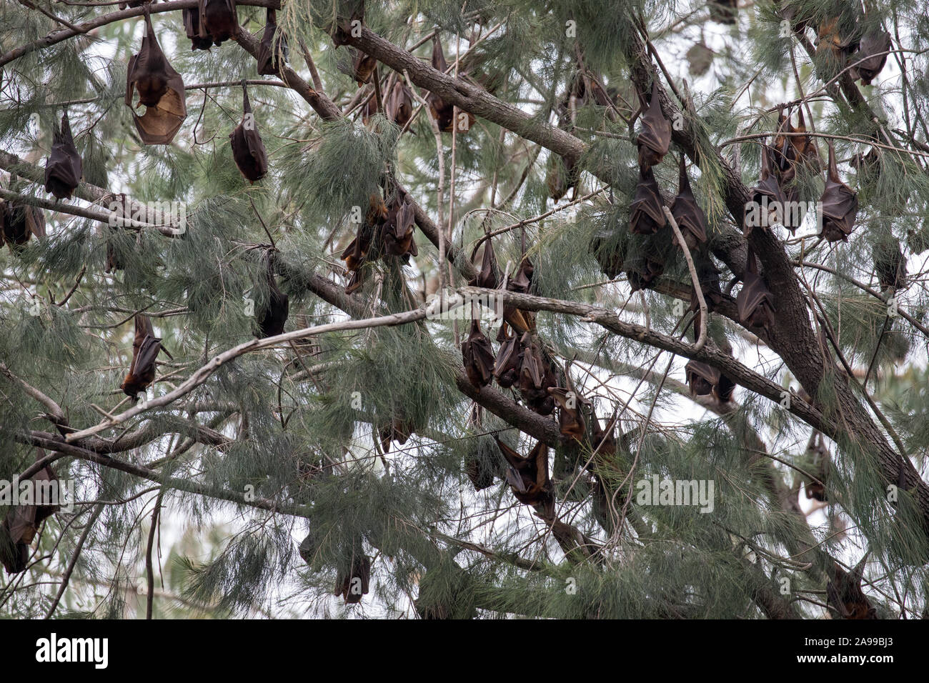 Little Red Flying Fox camp Stock Photo - Alamy