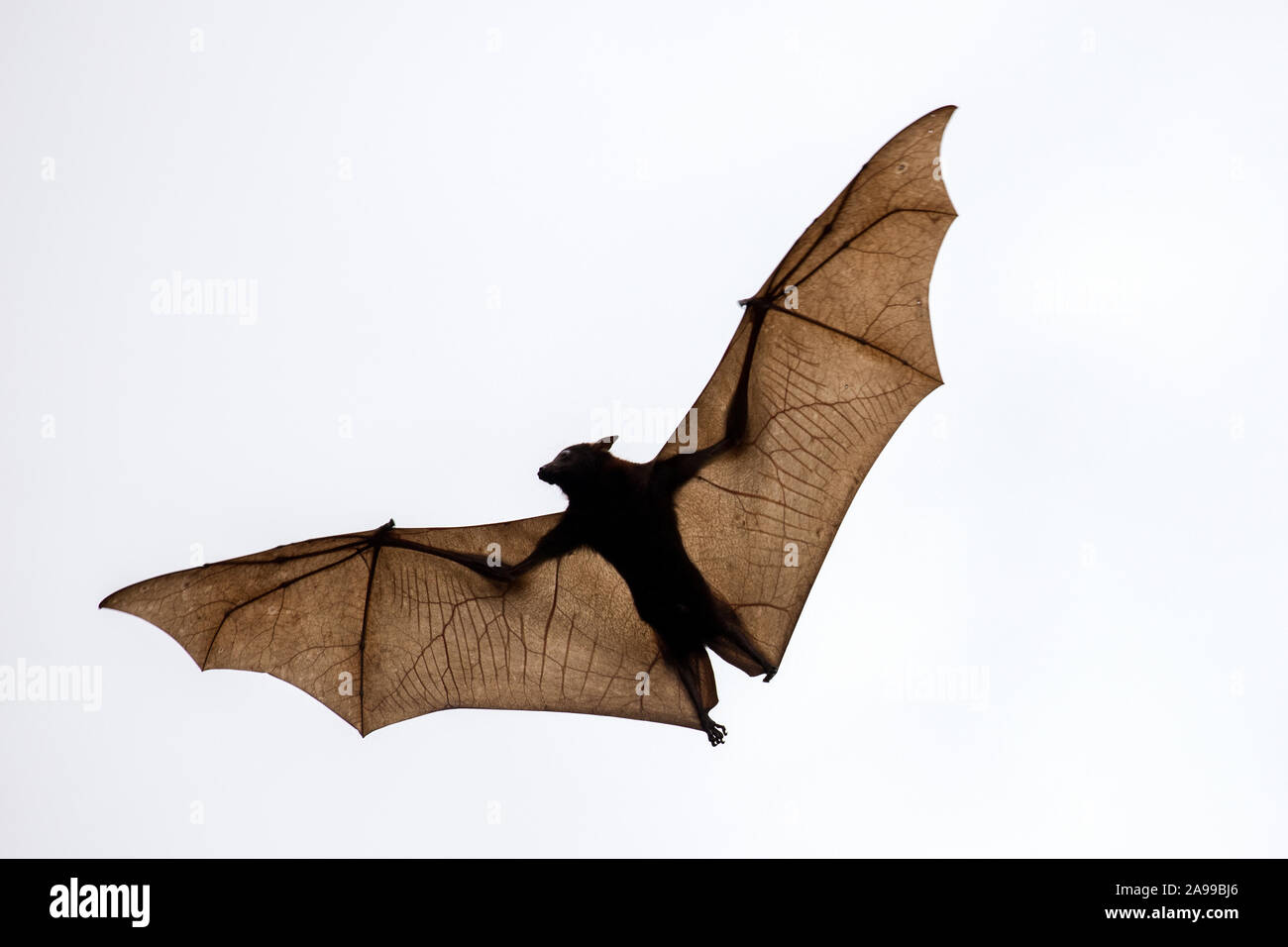 Little Red Flying Fox in flight Stock Photo - Alamy