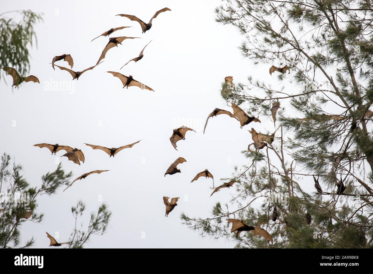 Little Red Flying Fox in flight Stock Photo - Alamy