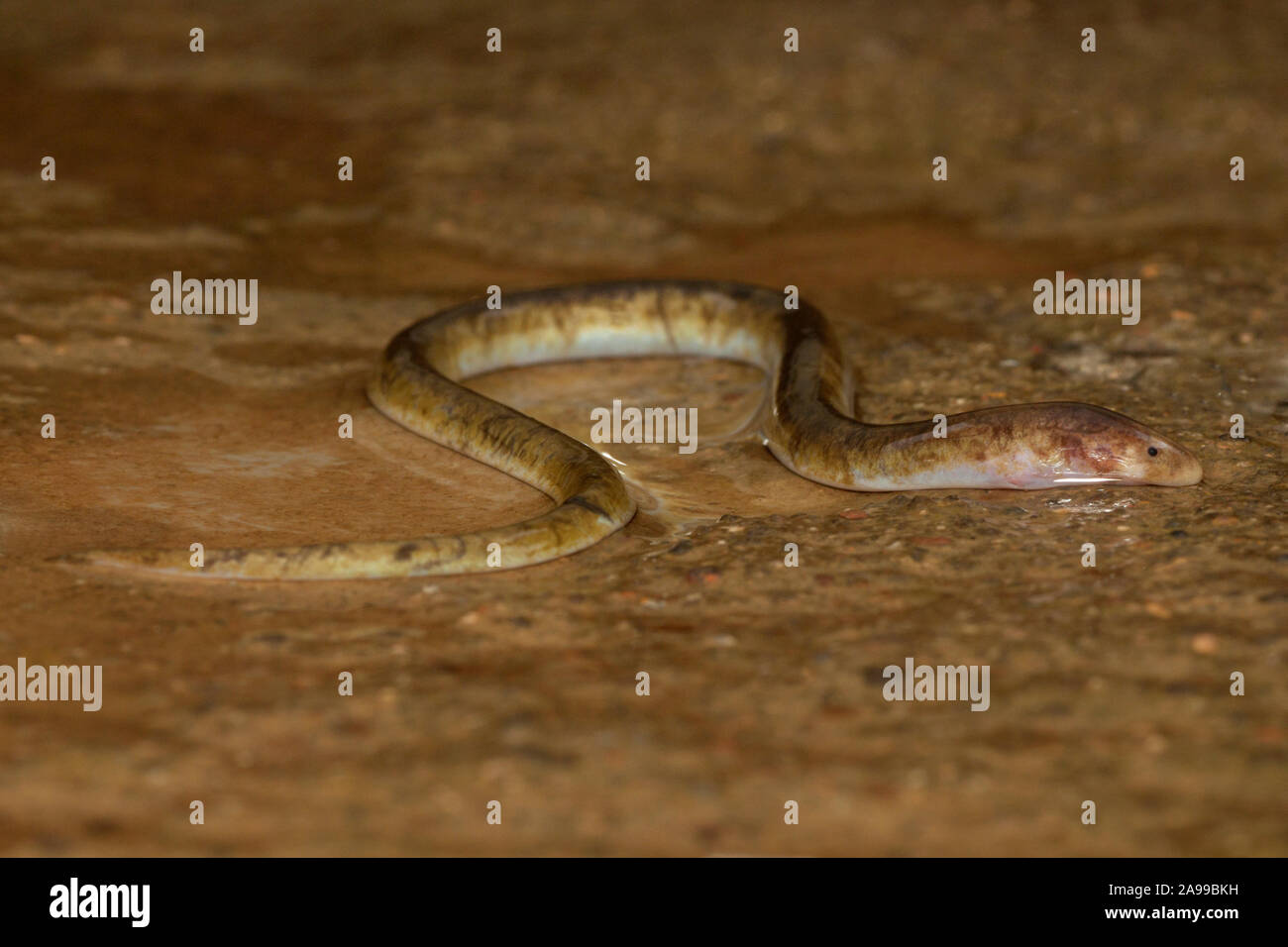 Fresh Water Eel seen at Mahabaleshwar, Maharashtra, India Stock Photo ...