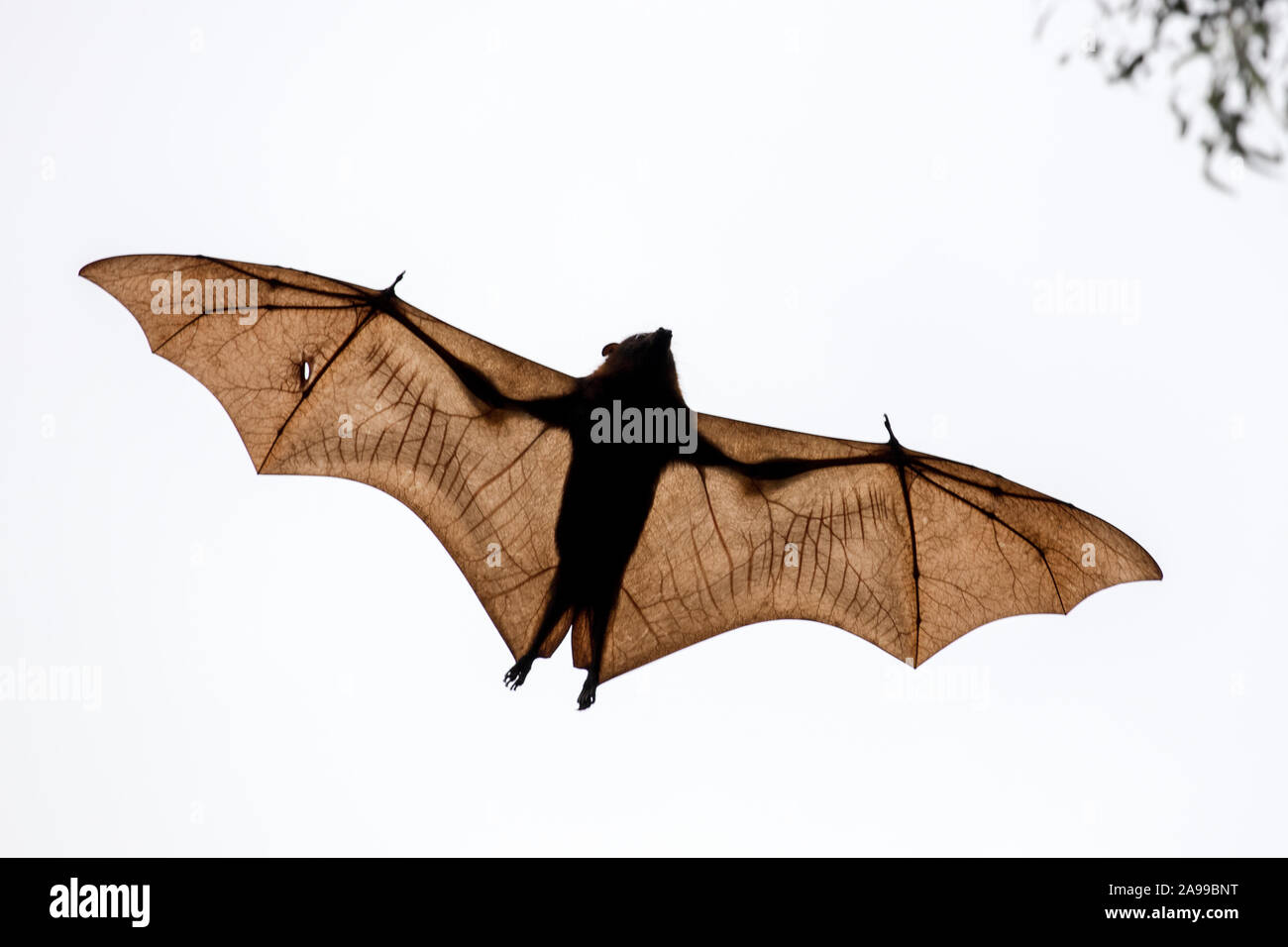 Little Red Flying Fox in flight Stock Photo - Alamy