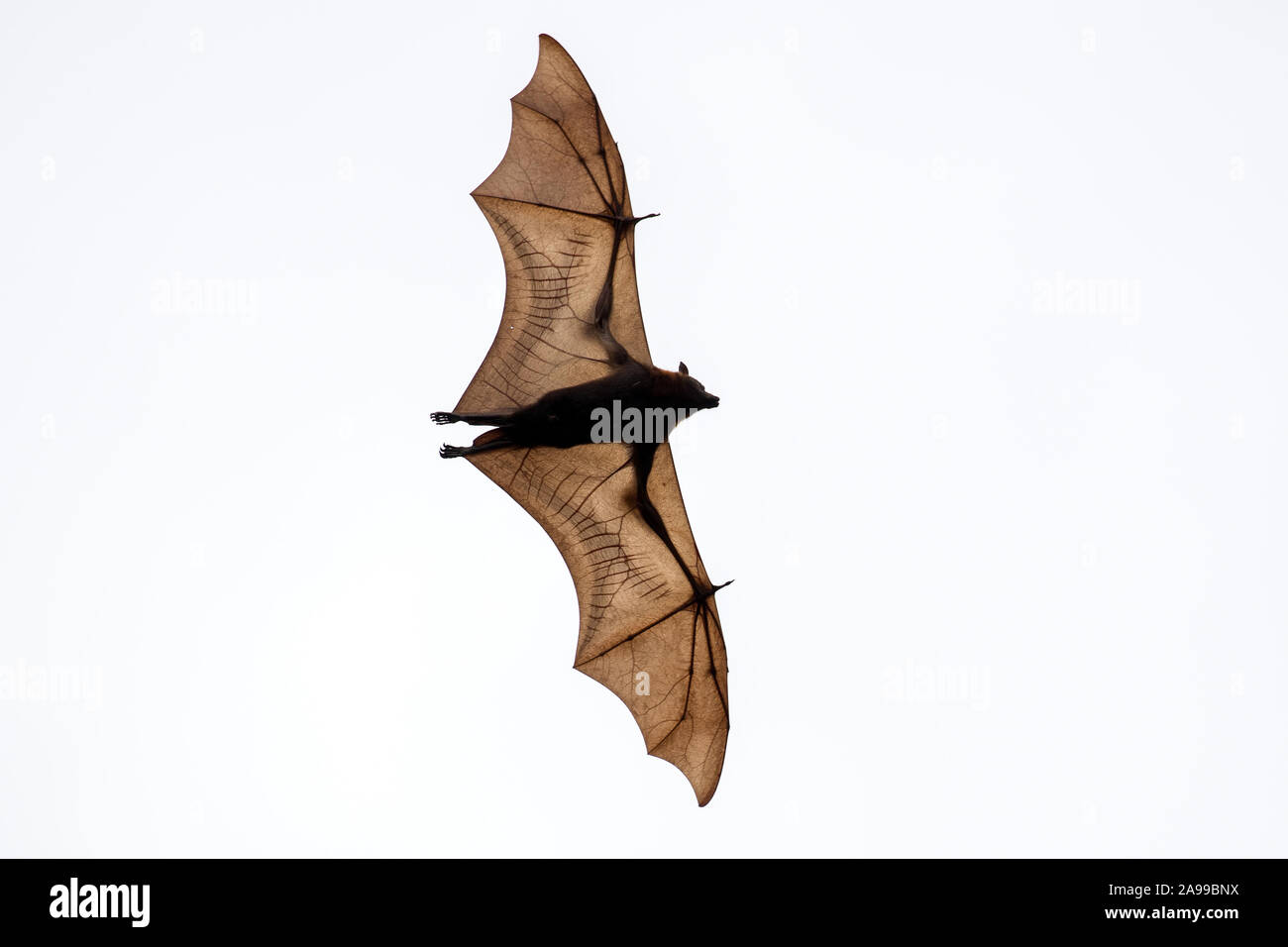 Little Red Flying Fox in flight Stock Photo - Alamy