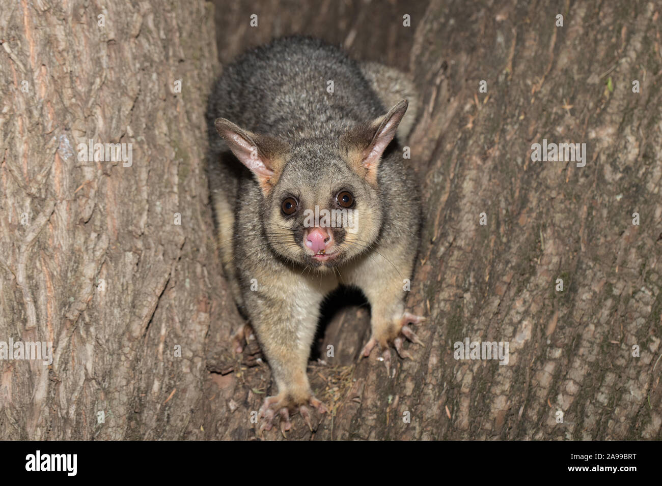 Possum in tree hi-res stock photography and images - Alamy