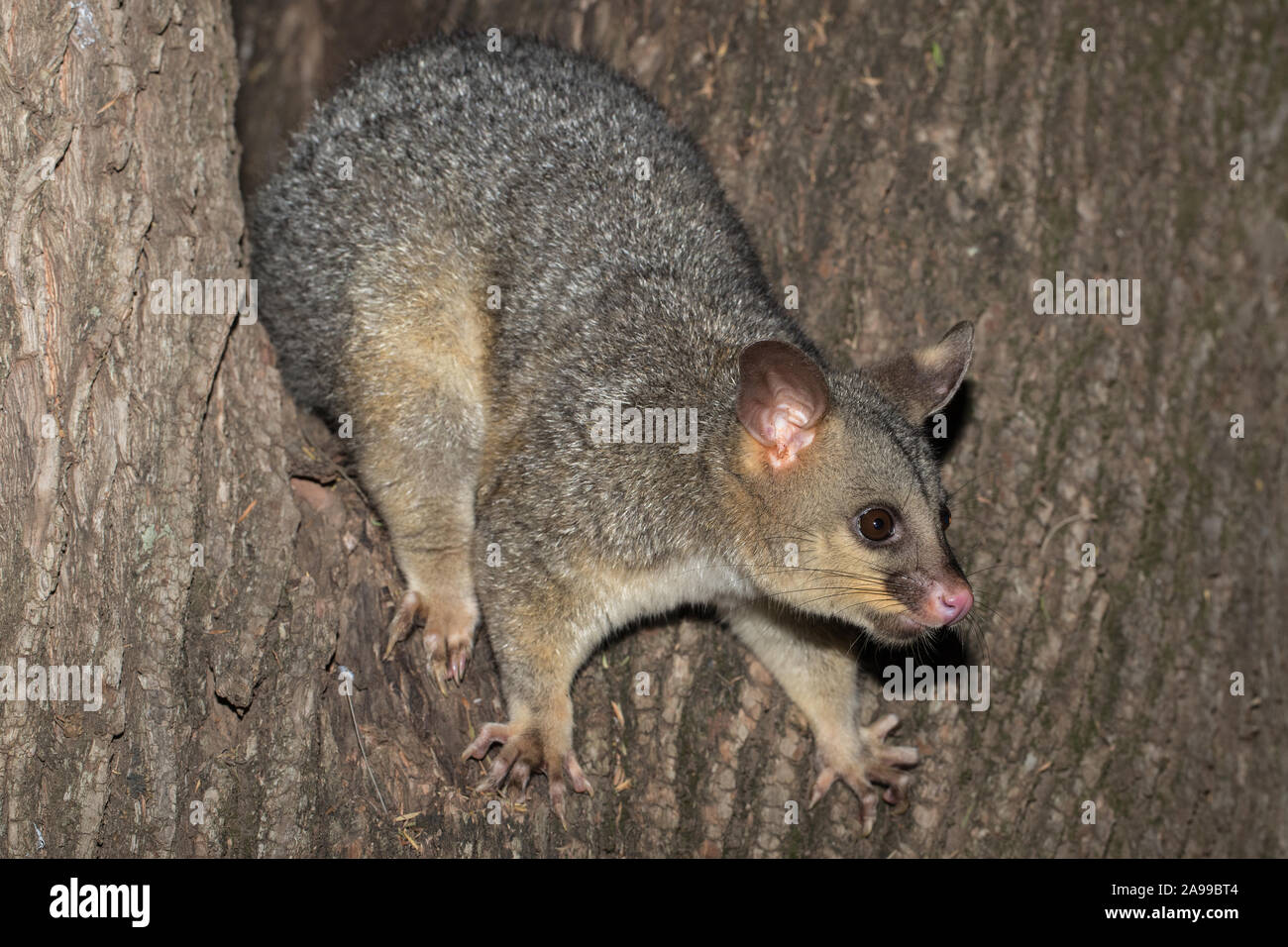 Common brushtail possum hi-res stock photography and images - Alamy
