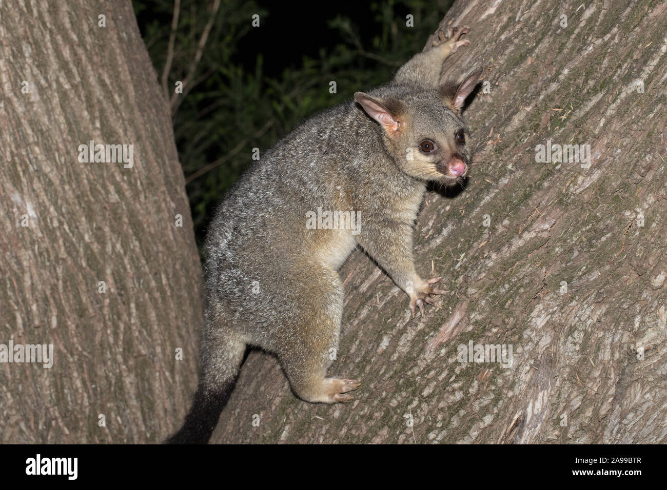 Common brushtail possum hi-res stock photography and images - Alamy