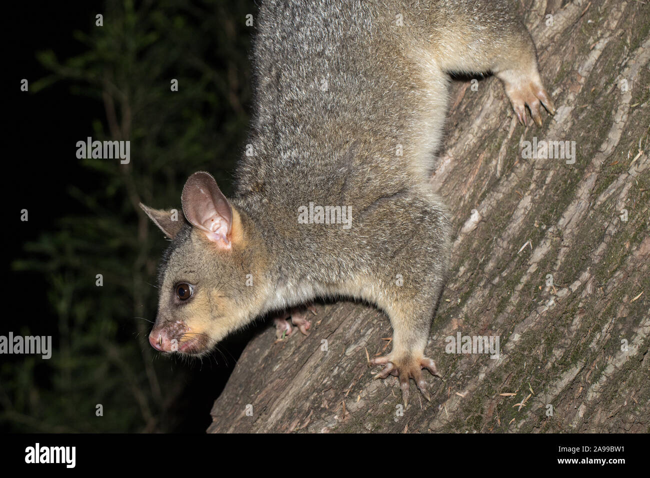 Common Brushtail Possum in tree Stock Photo - Alamy