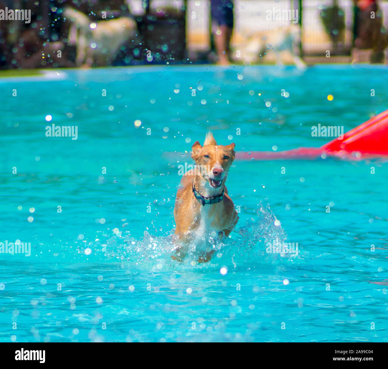 beautiful dogs playing and swimming in the pool Stock Photo - Alamy
