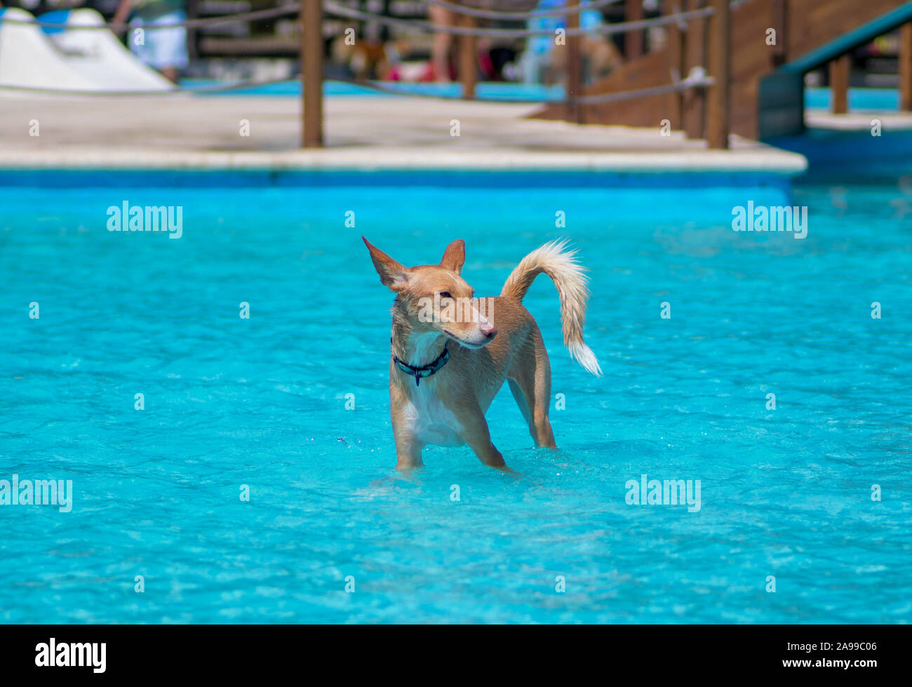 beautiful dogs playing and swimming in the pool Stock Photo - Alamy