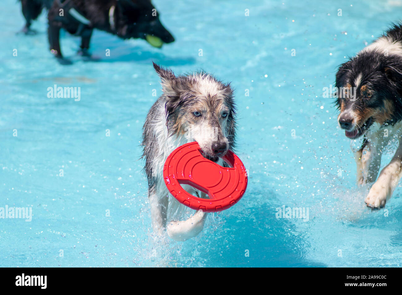 dogs playing with frisbee and swimming in the pool Stock Photo - Alamy