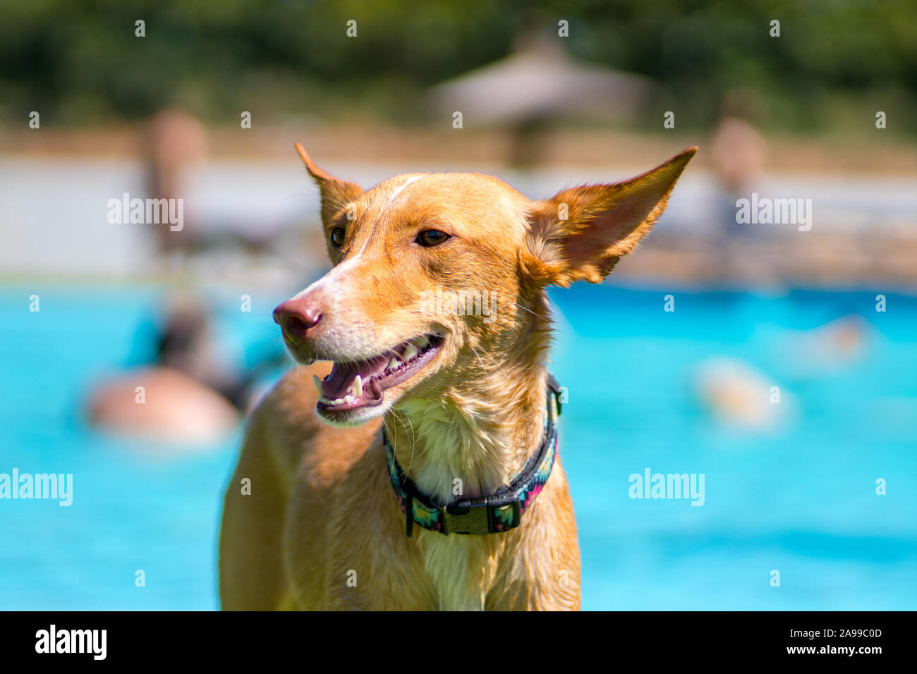 beautiful dogs playing and swimming in the pool Stock Photo - Alamy