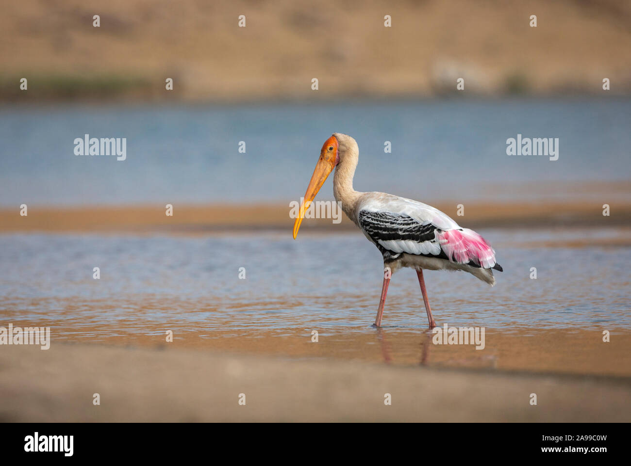 Painted Stork, Mycteria leucocephala, Chambal River, Rajasthan, India ...