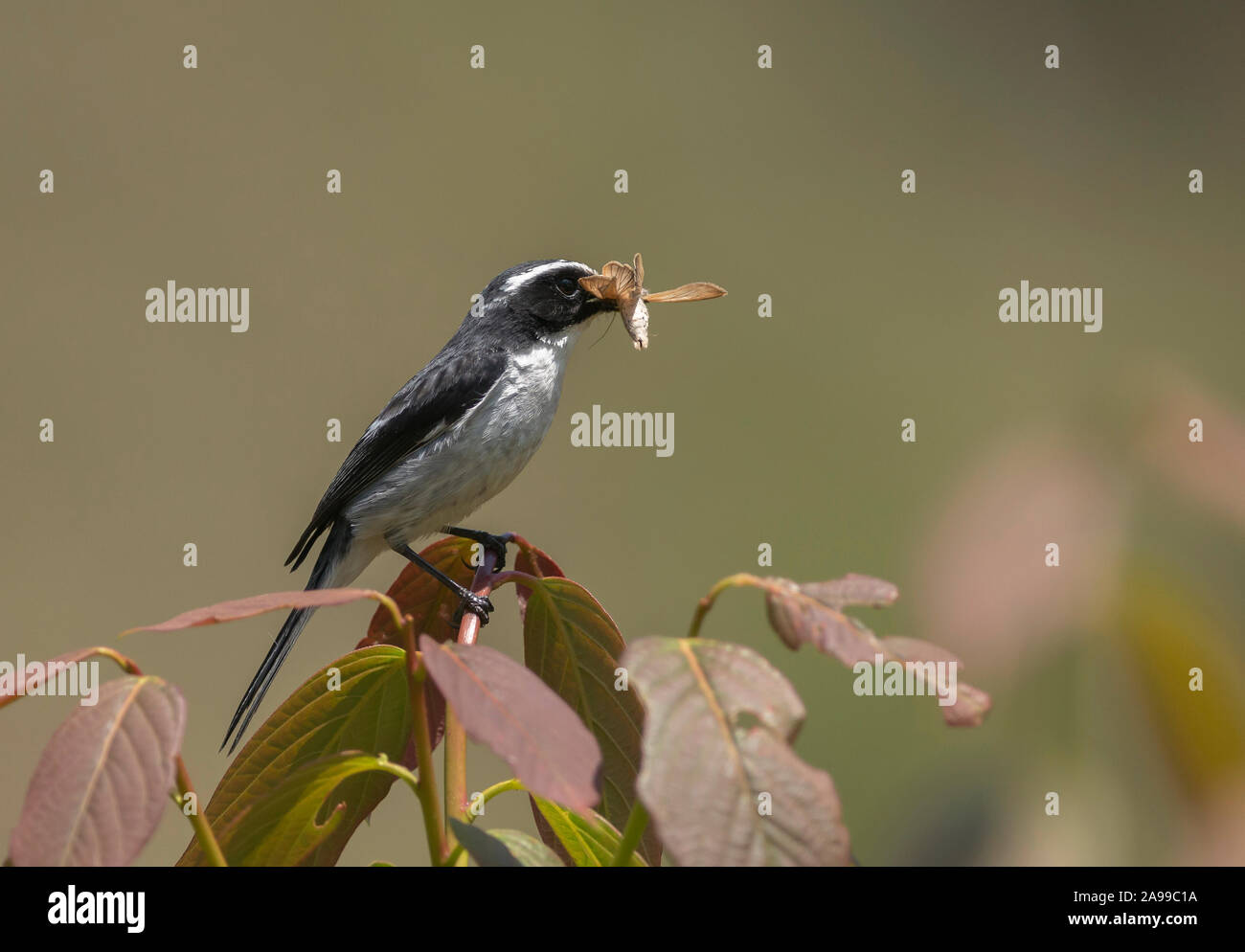 Grey Bushchat, Saxicola ferreus with Insect Kill, Uttarakhand, India ...