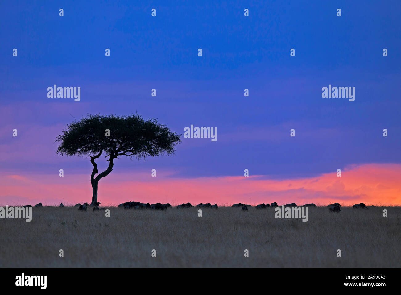 Acacia Tree during Sunset, Maasai Mara, Africa Stock Photo - Alamy