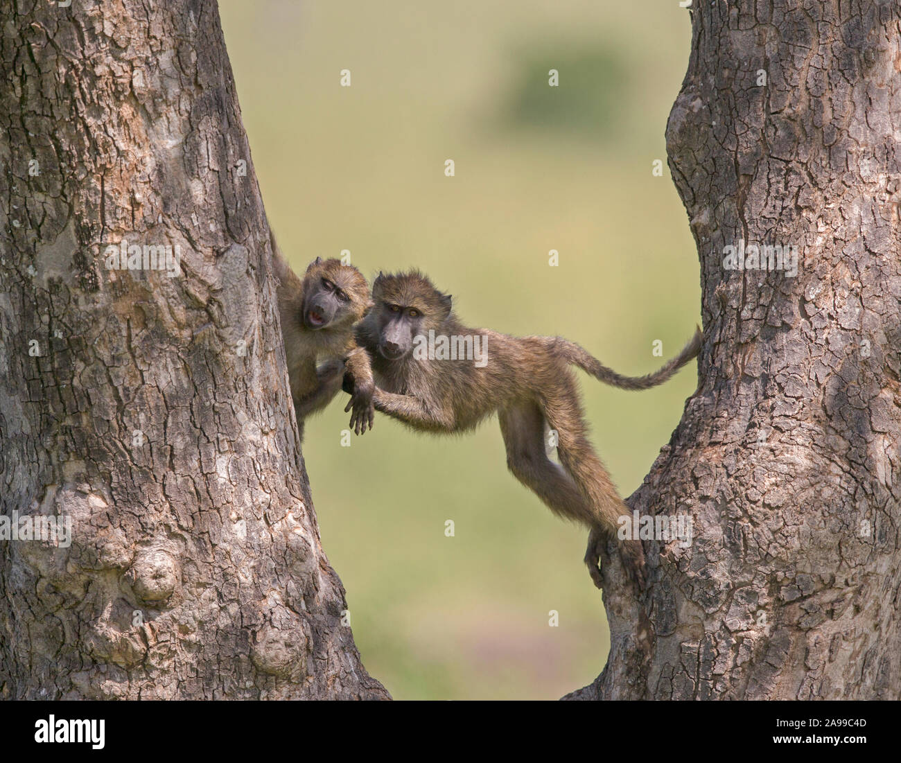 Baboon Playing on Tree, Maasai Mara, Africa Stock Photo - Alamy