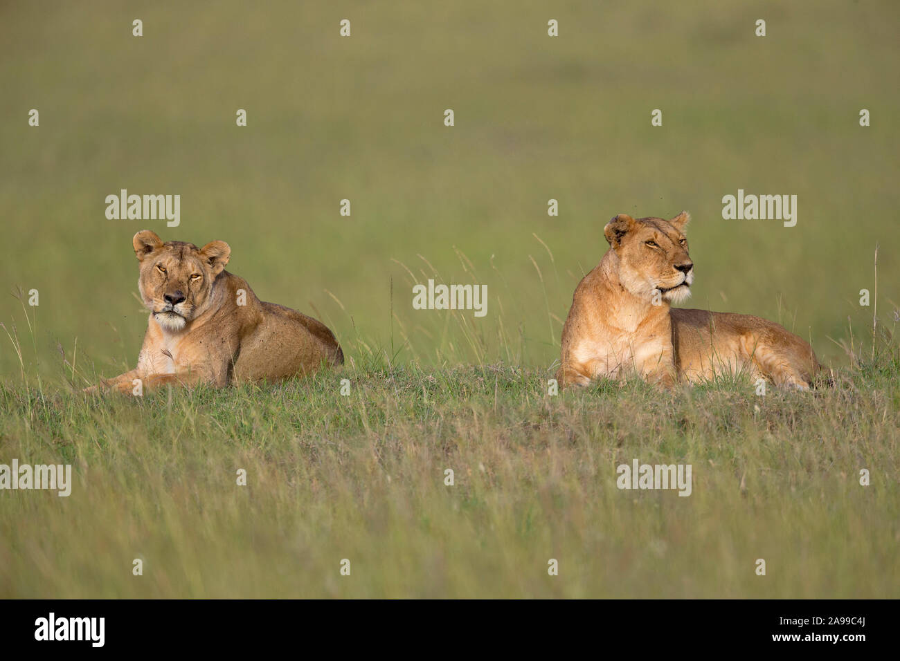 Lioness, Panthera leo sitting on grass mount, Africa Stock Photo - Alamy