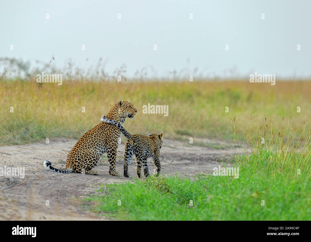 Leopard cub camouflage hi-res stock photography and images - Alamy