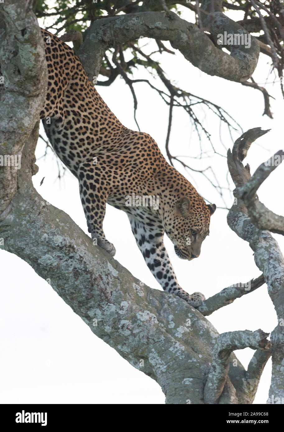 Leopard Climbing Down Tree, Maasai Mara, Africa Stock Photo - Alamy