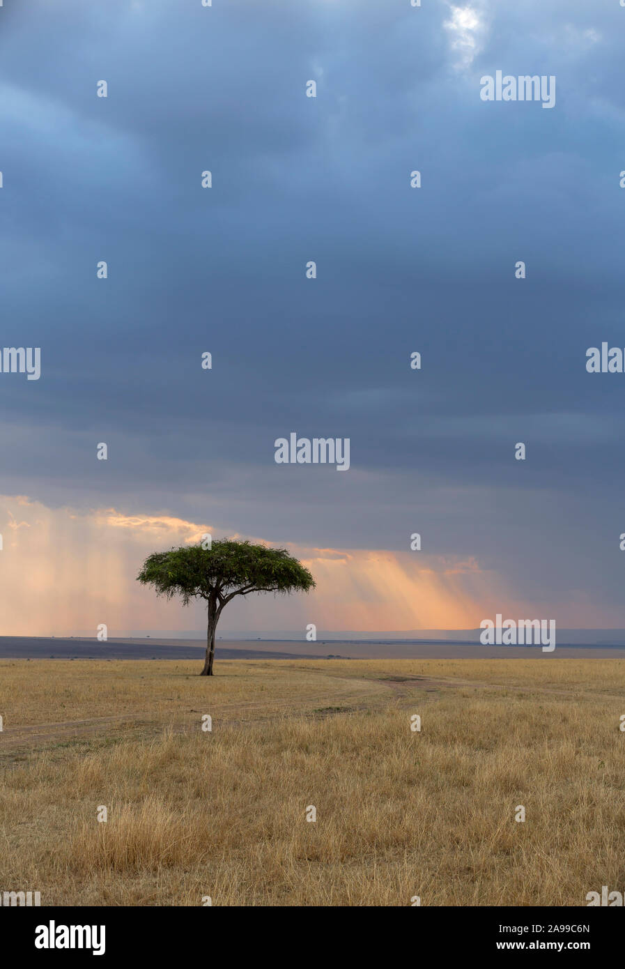 Acacia Tree with blue sky backdrop, Maasai Mara, Africa Stock Photo - Alamy