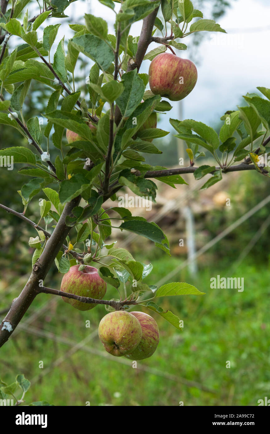 Himachal Apples in orchard, Himachal Pradesh, India Stock Photo - Alamy