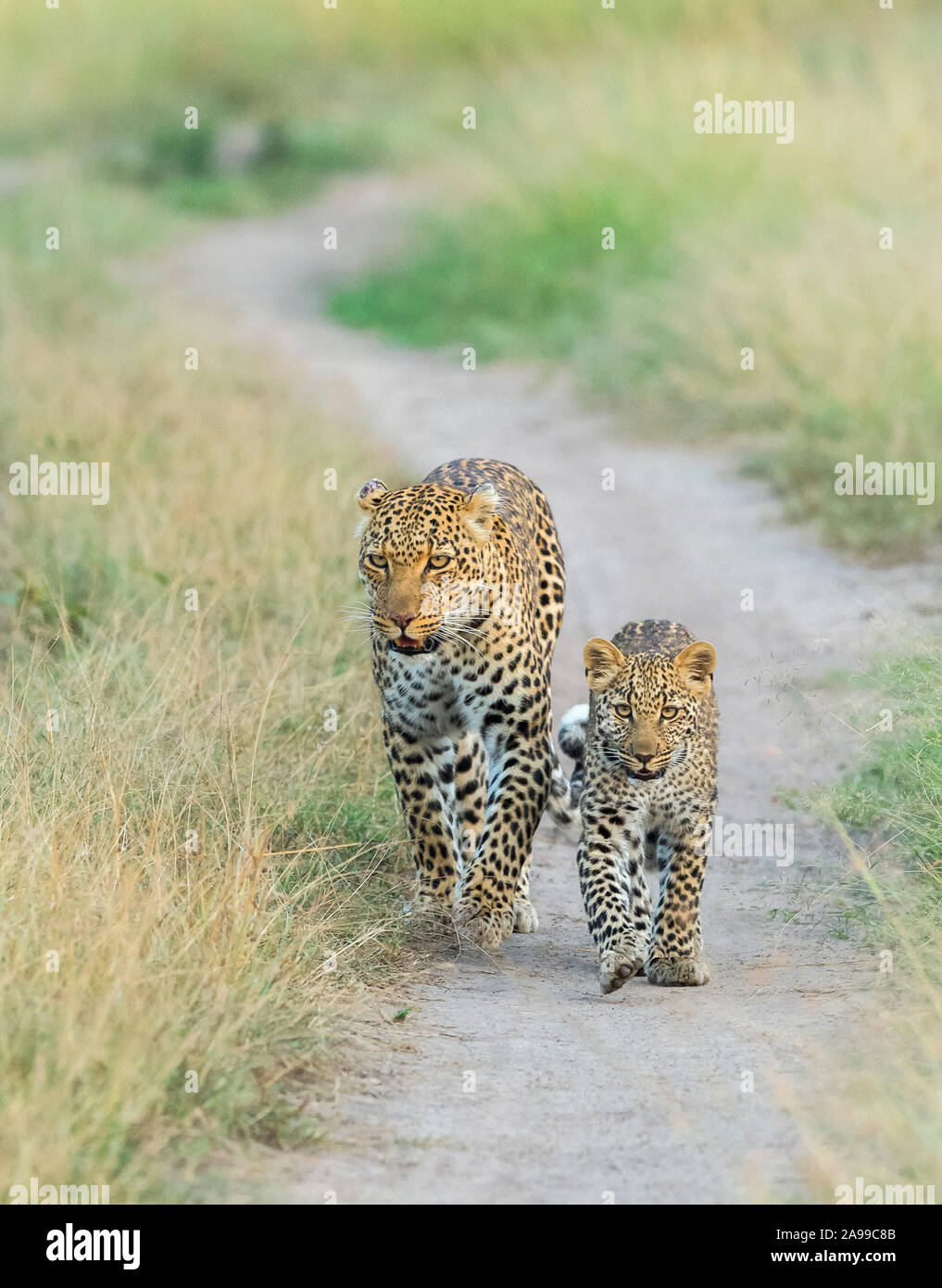 Leopard mother and Cub, Africa Stock Photo - Alamy