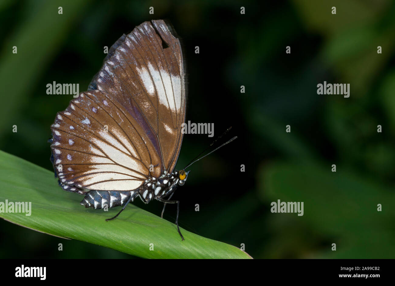 Courtesan butterfly Female, Euripus nycteliu, Garo Hills, meghalaya ...