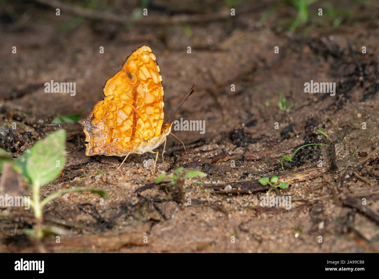 Common jester butterfly hi-res stock photography and images - Alamy