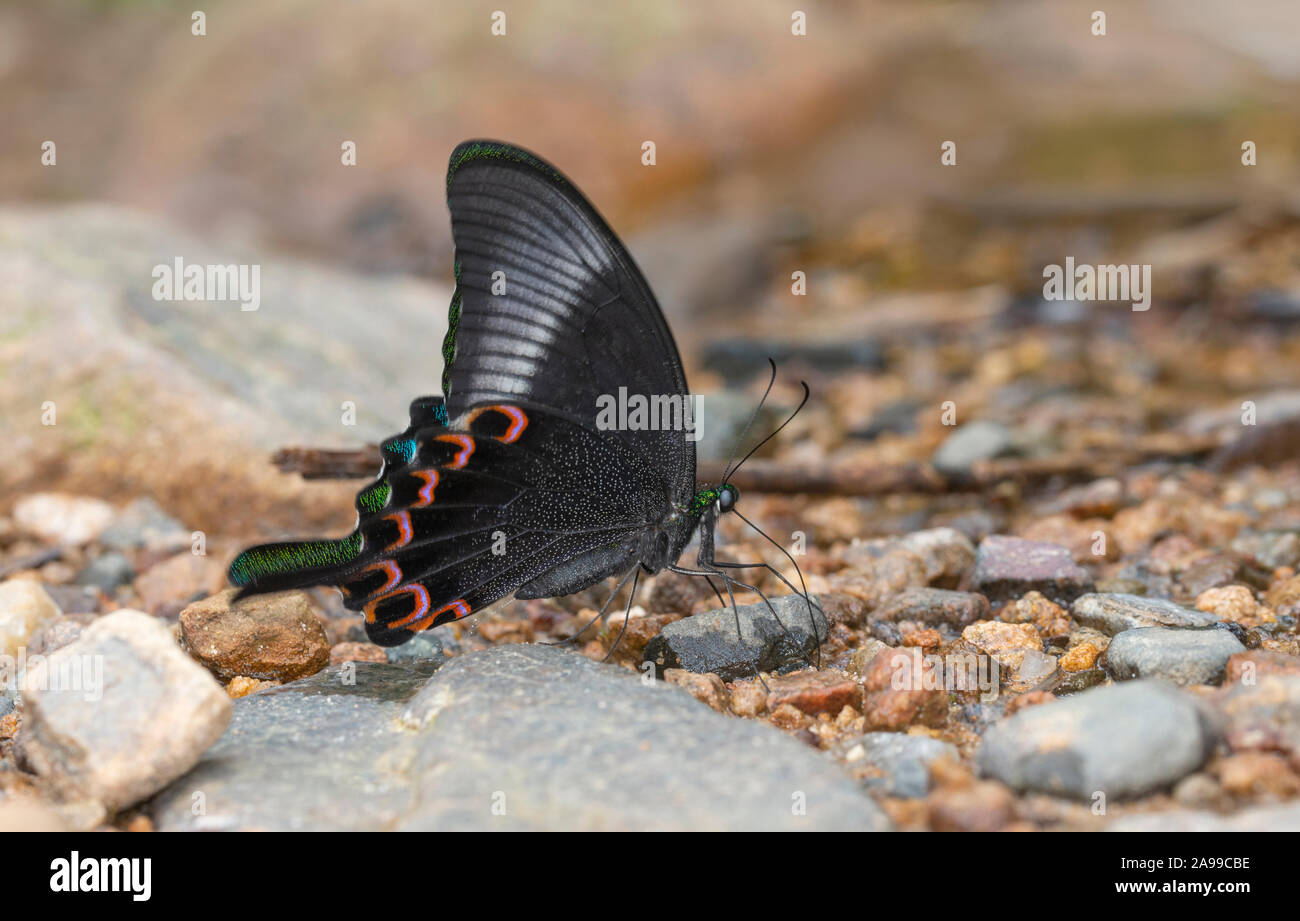 Paris peacock butterfly hi-res stock photography and images - Alamy