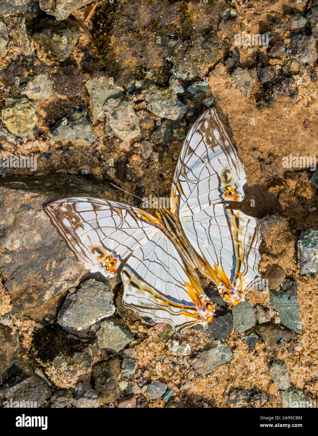 Common Map butterfly, Cyrestis thyodamas, Garo Hills, Meghalaya, India ...