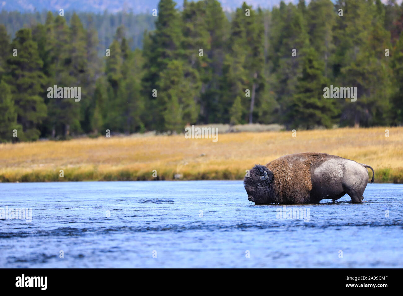 Bison buffalo river hi-res stock photography and images - Alamy