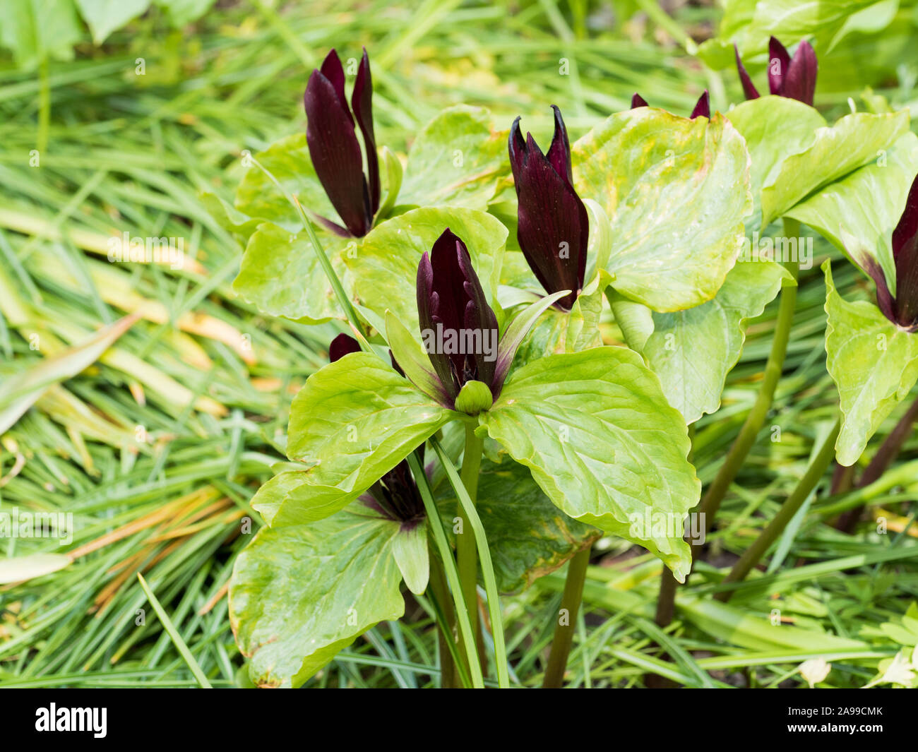crimson red flowers of Trillium sessile Stock Photo - Alamy