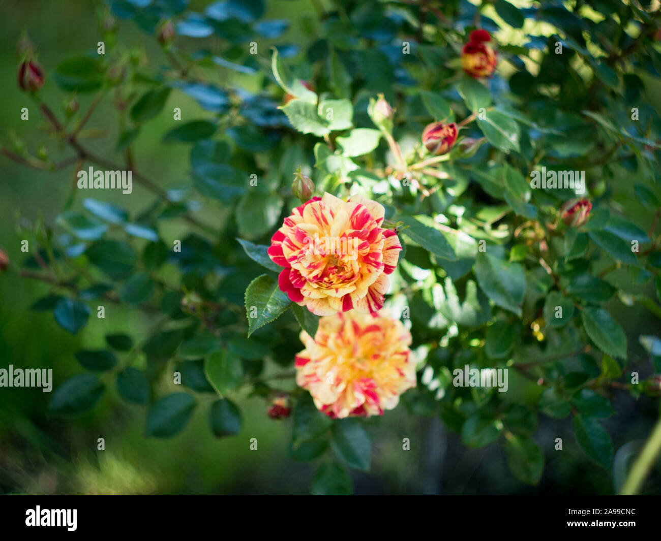 Variegated Yellow And Orange Rose High Resolution Stock Photography and ...