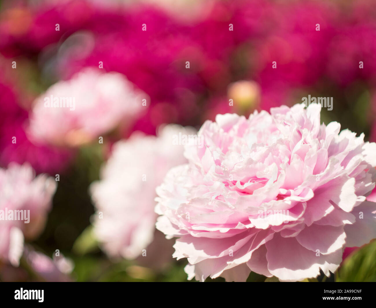 Floral background with pink flower of Piony with place for text ...