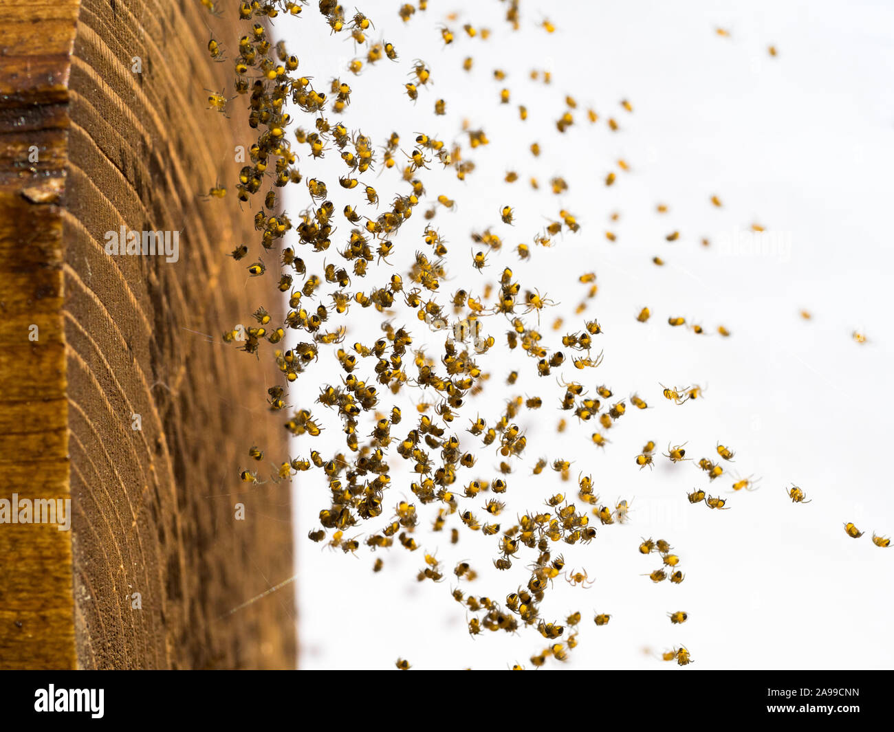 Many little spiderlings on white background with wood. Young baby ...