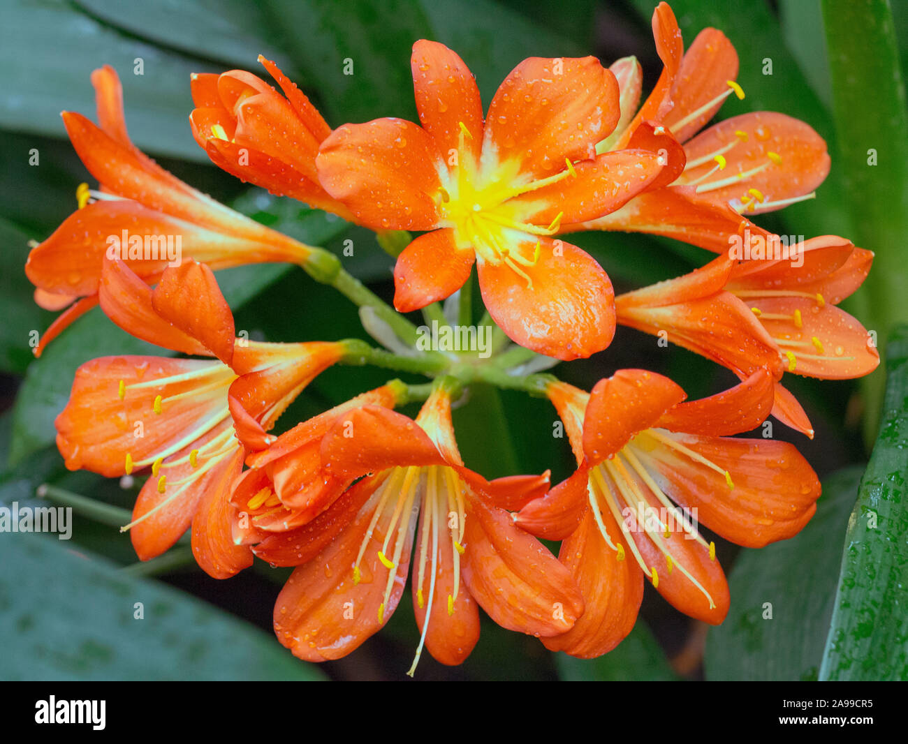 Beautiful bud of flower Clivia with green floral background Stock Photo ...