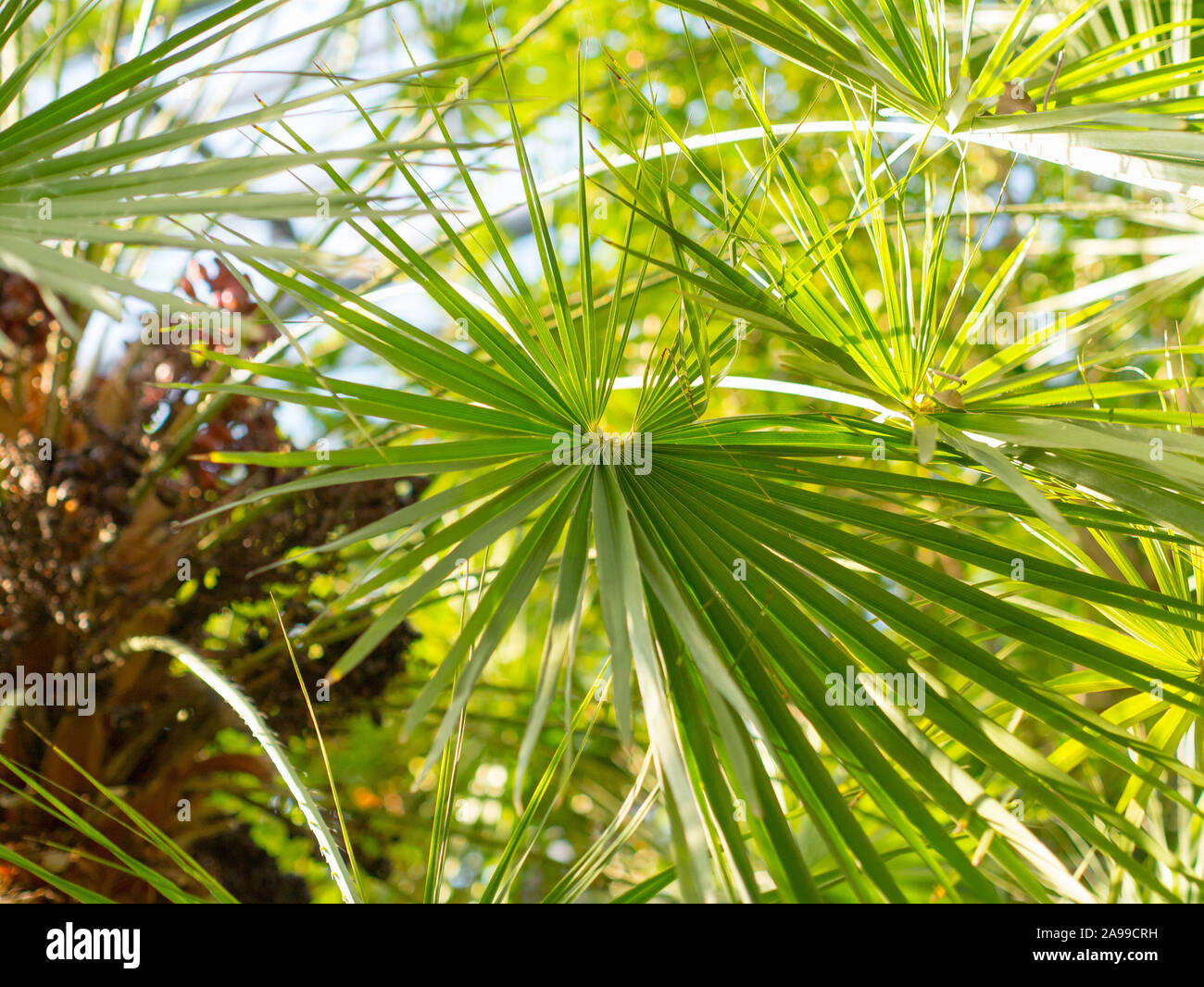Fresh Palm tree in sunlight. Tropical background Stock Photo - Alamy