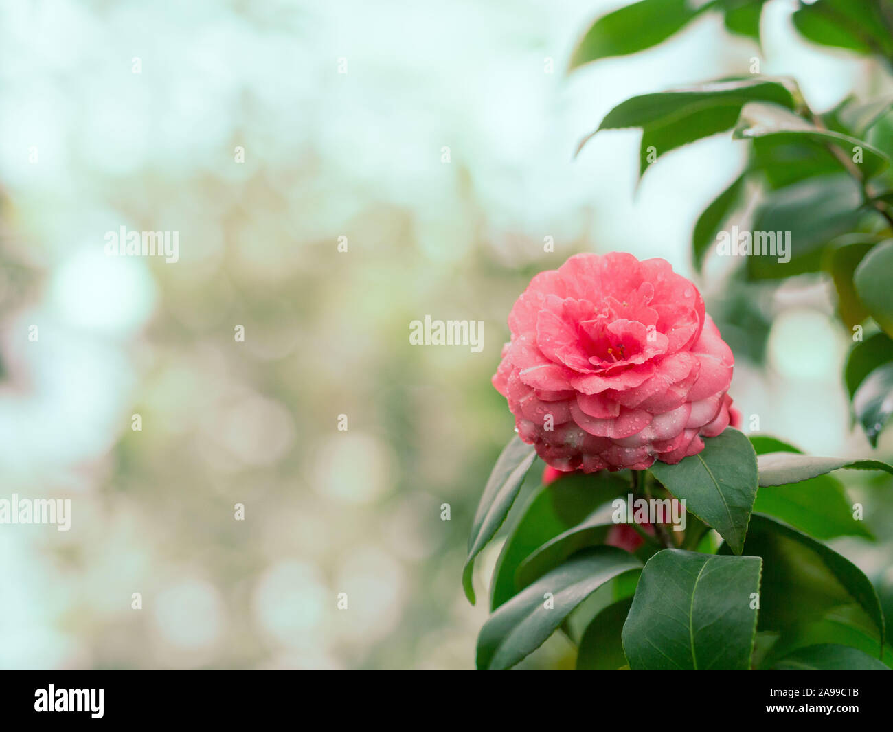 Floral background with red flower of Camelia with place for text Stock ...