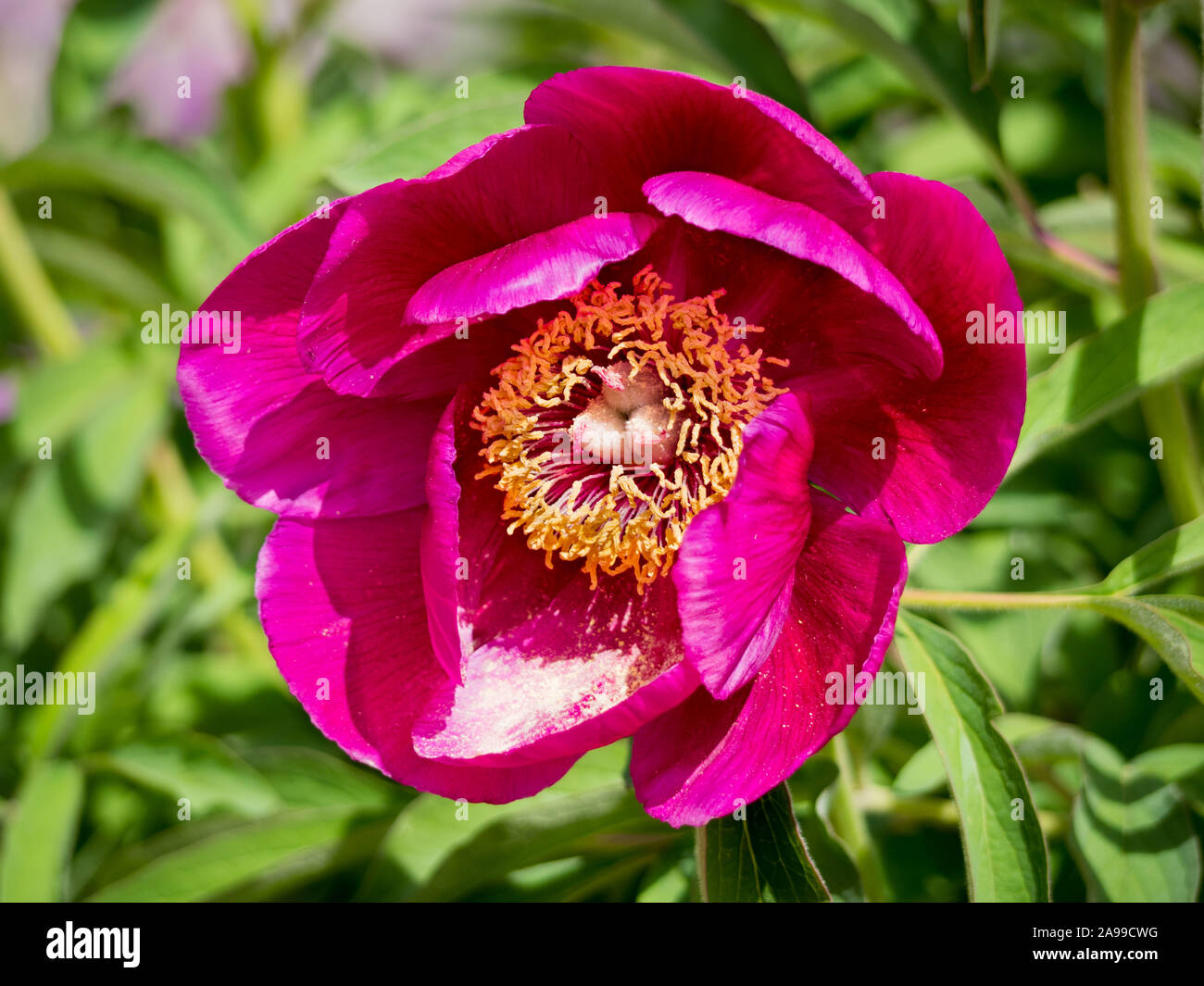 Paeónia officinális. Paeoniaceae. Peony officinalis with pollen in ...