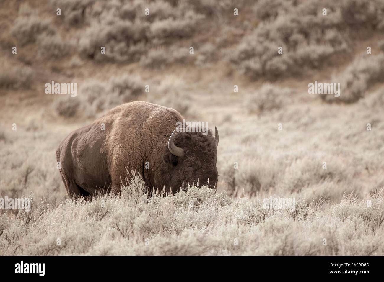 White bison bull hi-res stock photography and images - Alamy
