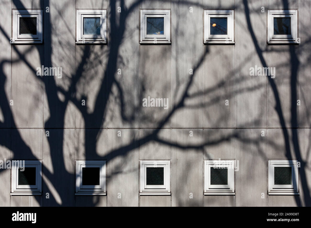 The shadow of winter trees on a wall with small square windows in ...