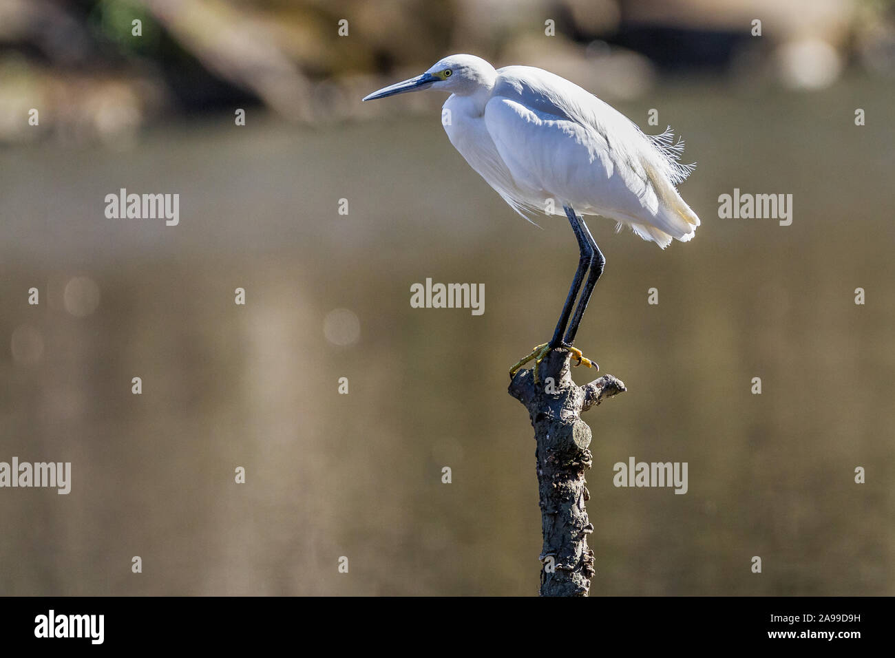 A Little Egret (Egretta Garzetta) hunting in a small lake in Izumi-no ...