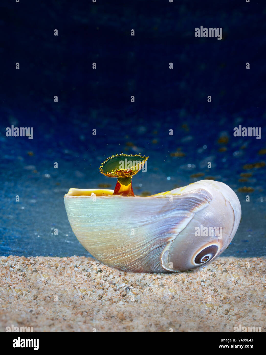 Coloured water dropped into a sea shell on sand against a blue ...